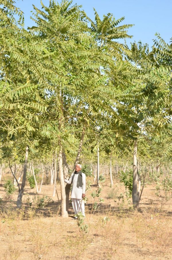 This Farmer Has Grown 50,000 trees with just 1 litre of water for each tree