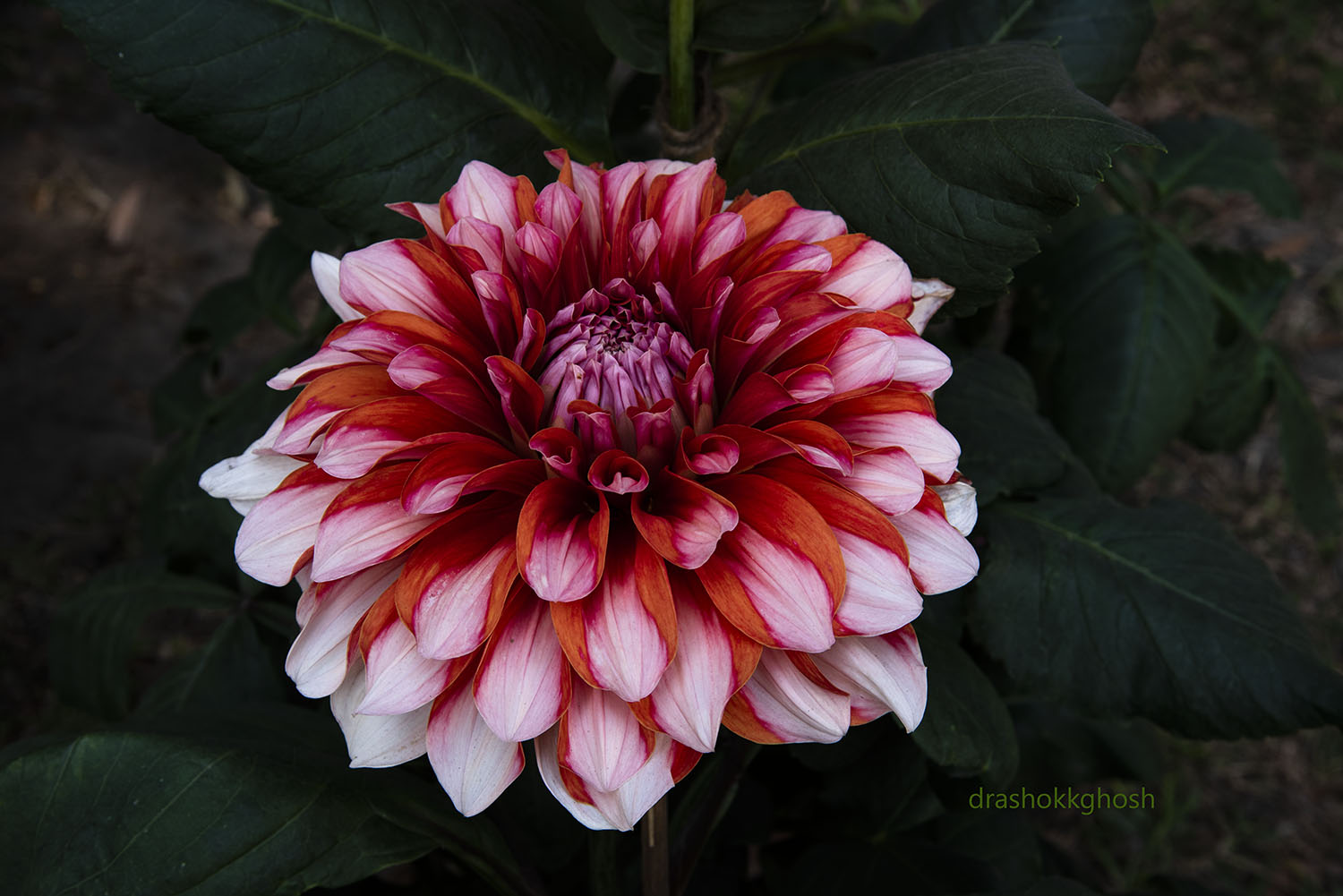 how to grow Dahlia flowers
