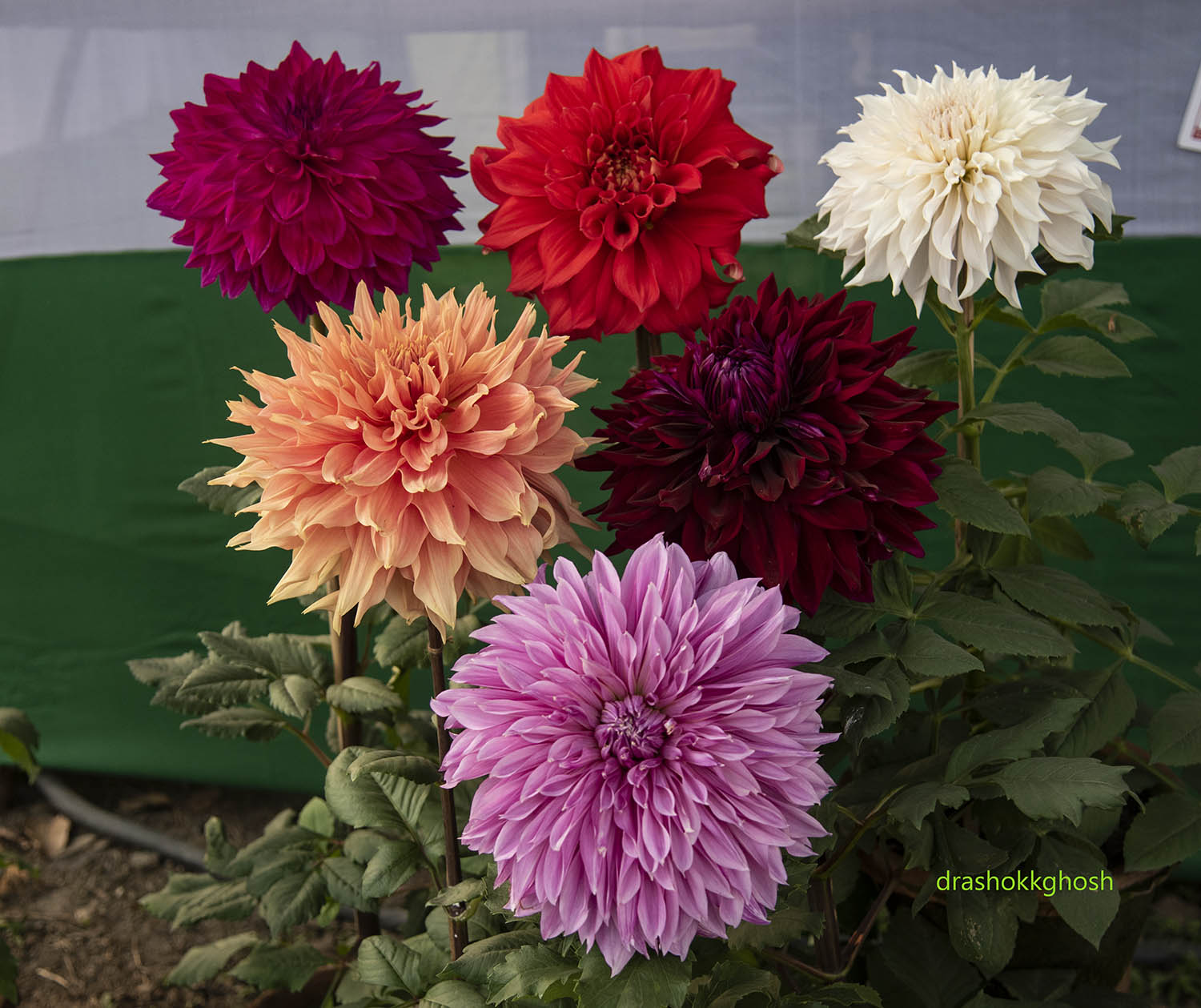 how to grow Dahlia flowers