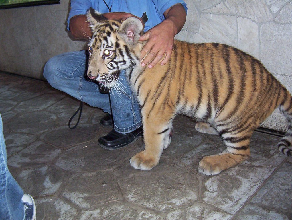 Ming of Harlem Pet Tiger: Unconventional Pets in the US